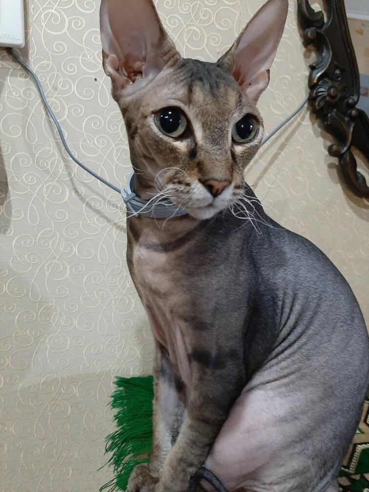 Evcil hayvan yetiştiricileri Приют животных, Velikiy Ustug, foto