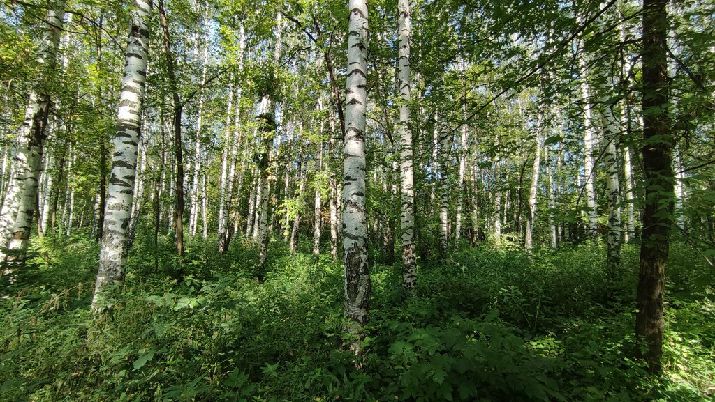 Kültür ve eğlence parkları Butyrskaya Grove, Riazan, foto