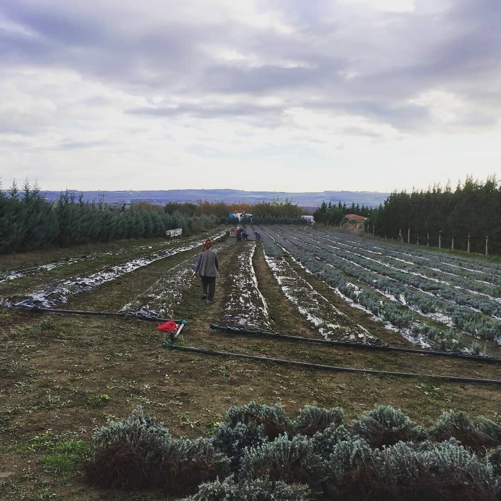 Tarım firmaları Fidelavande, Silivri, foto