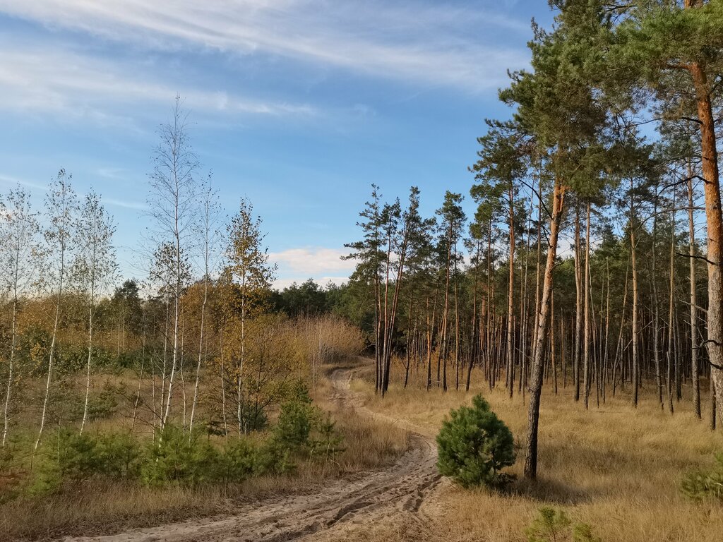 Orman урочище Волковы Сосны, Kurskaya oblastı, foto