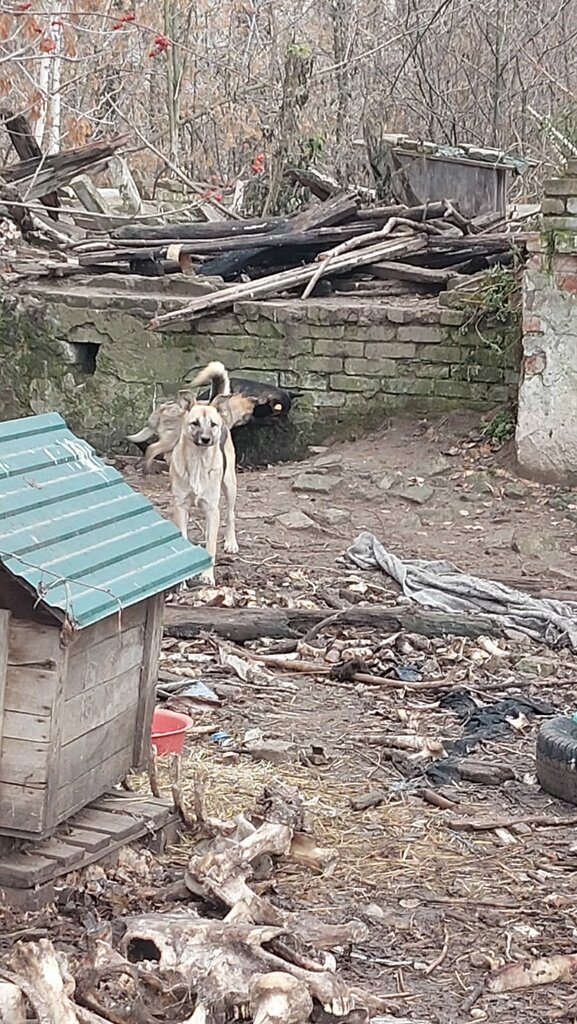Hayvan barınakları, kulüpleri ve otelleri Dobrota, Ufa, foto