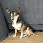 Ankara Köpek Oteli (Ankara, Keçiören, Karşıyaka Mah., Kuytu Sok., 1), evcil hayvan yetiştiricileri  Ankara'dan