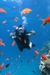 Diving (South Sinai Governorate, Sharm El Sheikh), dalış kulüpleri ve eğitim merkezleri  Şarm El‑Şeyh'ten