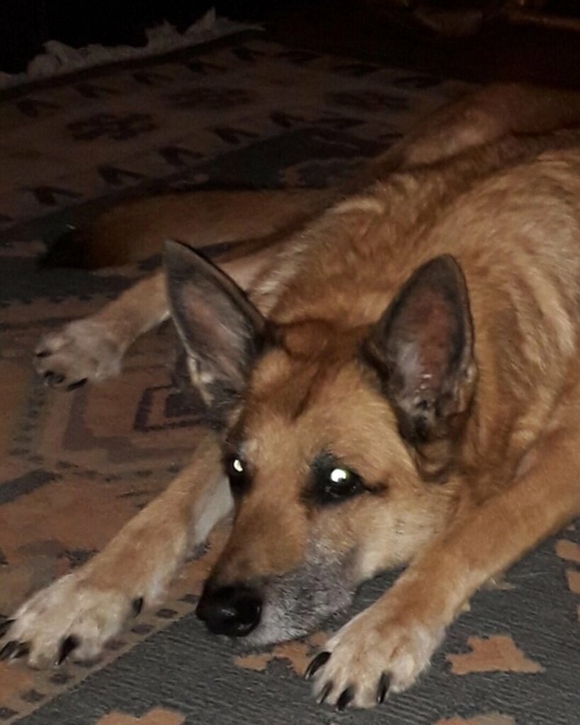 Veteriner klinikleri Умка, Vorsma, foto