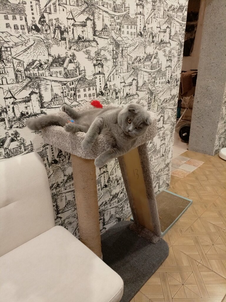 Petshop Koshki-myshki, Nijni Tagil, foto