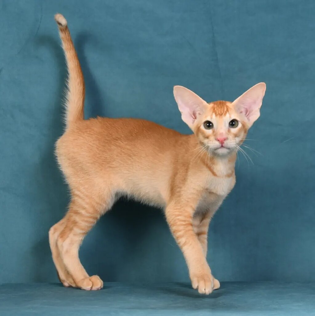 Evcil hayvan yetiştiricileri Orial, Moskova, foto