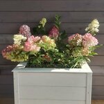 Flowers_wooden_box (Rokossovskogo Street No:3, Belye Stolby Subdistrict, Domodedovo), fidan yetiştiriciliği  Moskova ve Moskovskaya oblastından