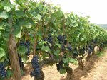 Ҷск Симболӣ (ulitsa Simboli No:1, selo Chormagzakon), toptan sebze ve meyve satışı  Varzob Bölgesi'nden