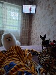 В гостях у Тимоши (Vinogradova Street No:23А, posyolok Inozemtsevo), pet otel  Stavropolski krayından