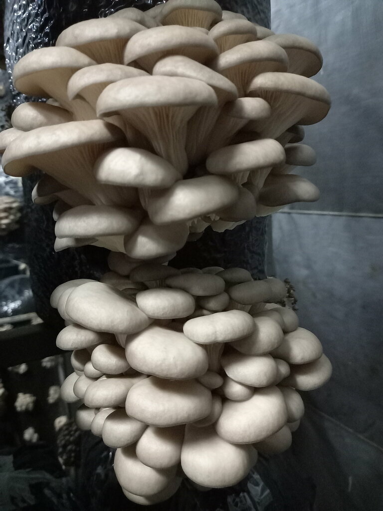 Mantar yetiştirme ve satış Грибная ферма Сорокино, Belgorodskaya oblastı, foto