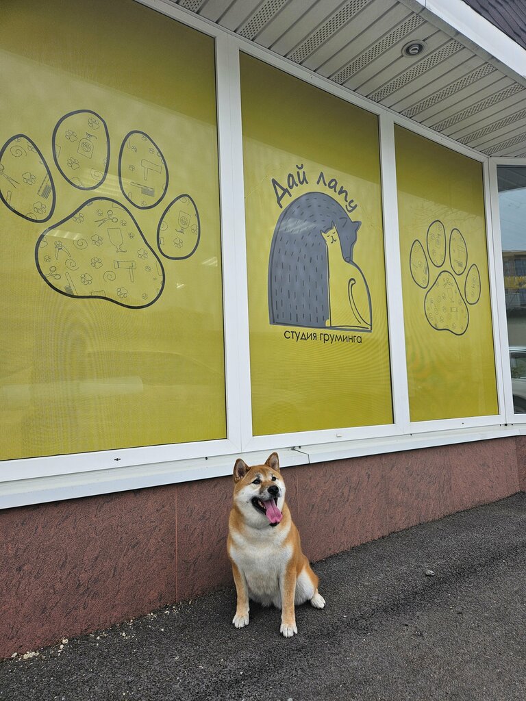 Evcil hayvan kuaförleri Day lapu, Vladivostok, foto