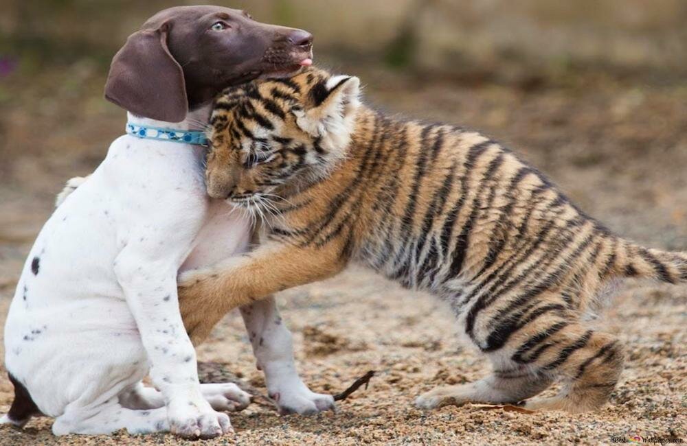 Veteriner klinikleri CHyornoe pyatnyshko, Moskova, foto