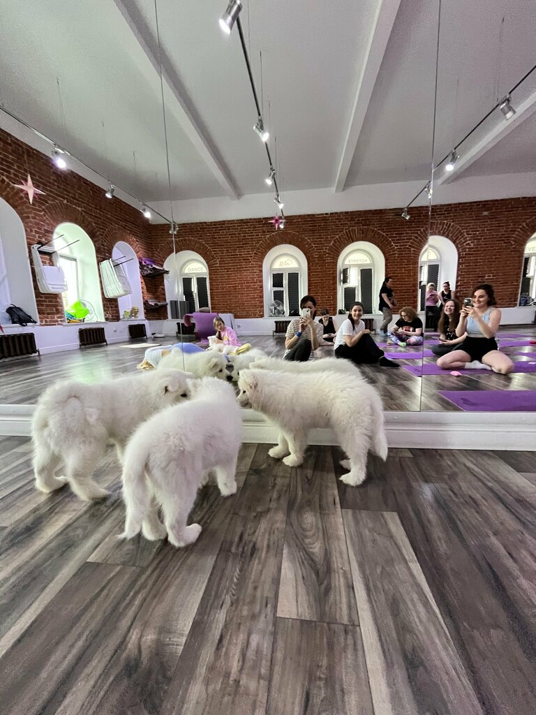 Yoga stüdyosu Puppy Yoga, Nijni Novgorod, foto