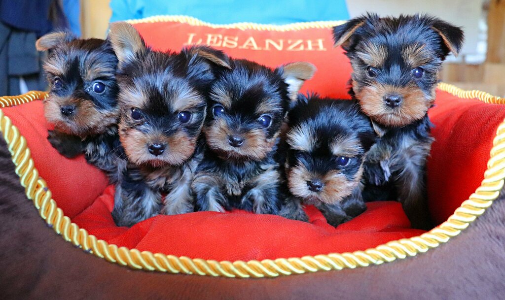 Evcil hayvan yetiştiricileri Lesanzh, Saint‑Petersburg, foto