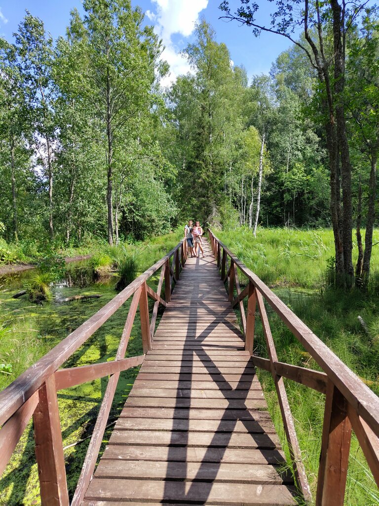 Turistik yerler Мост над бобровой плотиной, Novgorodskaya oblastı, foto