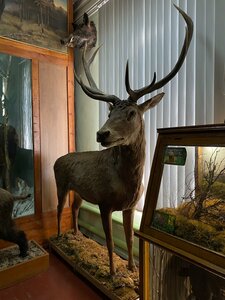 Khopyorsky gosudarstvenny prirodny zapovednik (Lesnaya ulitsa No:61, posyolok Varvarino), müzeler ve sanat galerileri  Voronejskaya oblastından