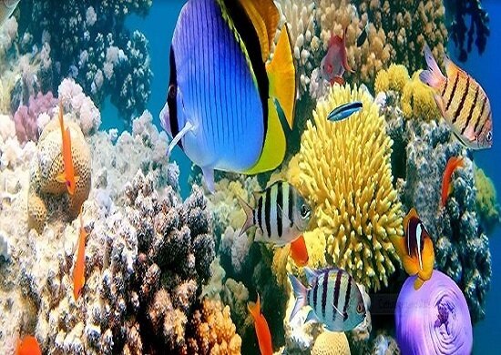 Akvaryumlar Alta Marea - Tutto per L'Acquariologia, Campania, foto