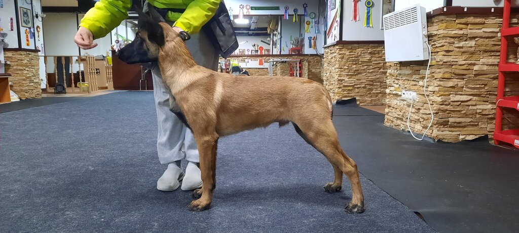 Köpek gezdirme alanları Югория, Surgut, foto