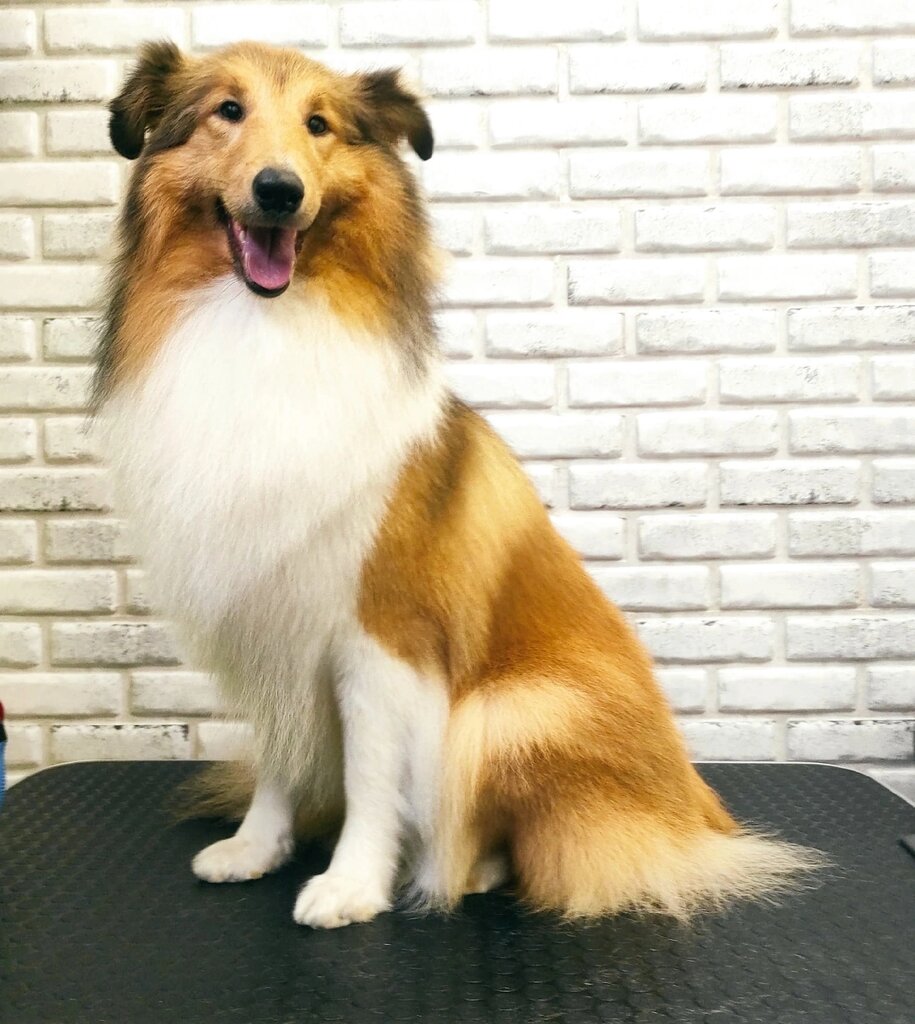 Evcil hayvan kuaförleri Кот и Пёс, Cherepovets, foto