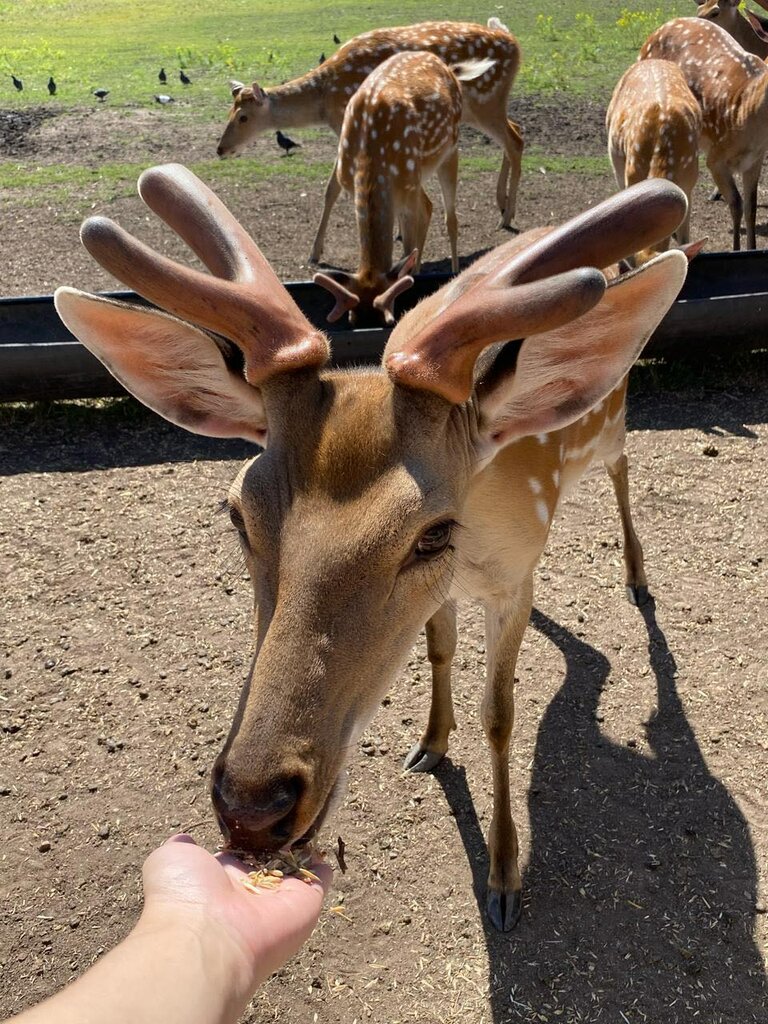 Anaokulları Shagala, Atırav eyaleti, foto
