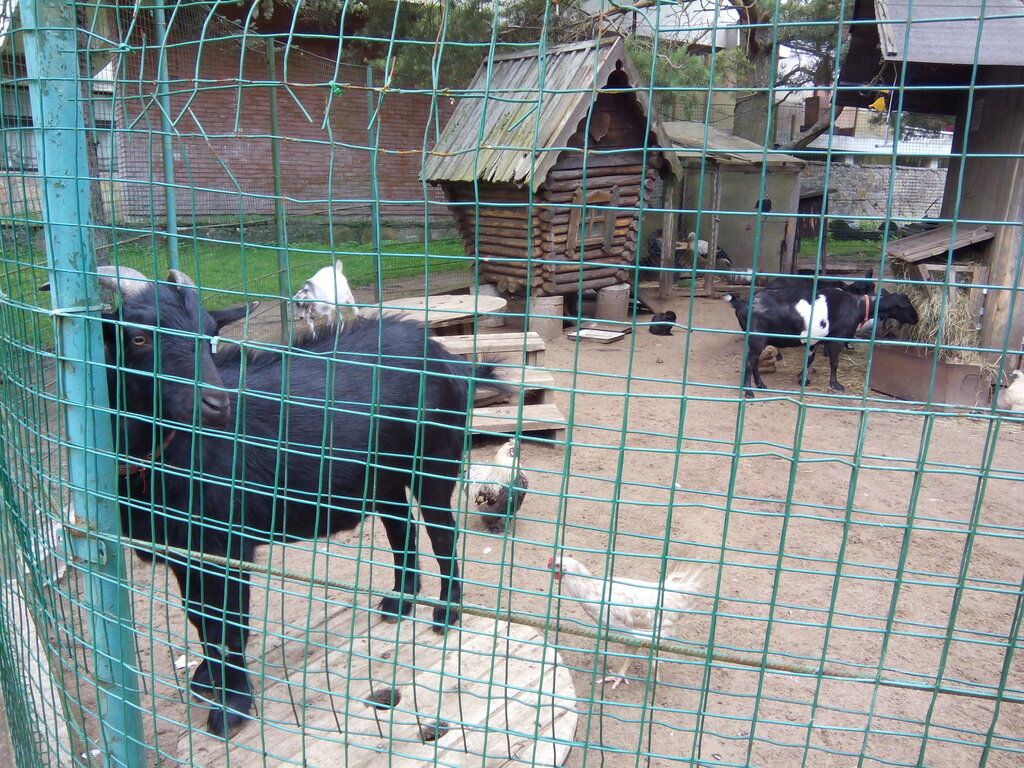 Hayvanat bahçeleri Mini-Zoo in Sanatoriy Dyuny, Sestroretsk, foto