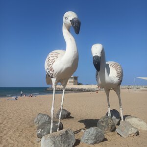 Flamingo Beach (Al Nadiyah, Sector 4, Ras Al Khaimah), plaj  Resül‑Hayme'den