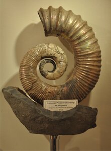 Ammond - Simbircit (Marata Street No:25/22), müzeler ve sanat galerileri  Ulyanovsk'tan