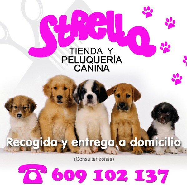 Evcil hayvan kuaförleri Peluquería Canina Strella, Madrid, foto