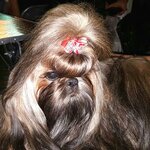 Toelettatura Salandra Francesco (Apulia, Bari, Via Petroni Giulio, 89), petshop  Bari'den