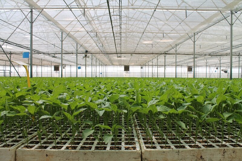 Tarım ürünleri firmaları Semillero Monteplant, Endülüs, foto