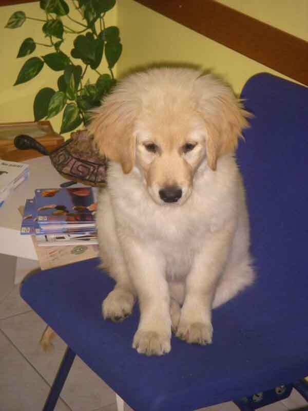 Veteriner klinikleri Ambulatorio Veterinario Aragona, Abruzzo, foto