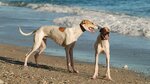 Poliambulatorio Veterinario Magenta (Lombardy, Provincia di Milano, Magenta, Via Don Beretta, 26), veteriner klinikleri  Lombardiya'dan