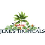 Jene's Tropical Fruit Trees (Florida, Pinellas County, Saint Petersburg), hobi, elişi için ürünler  St Petersburg'dan
