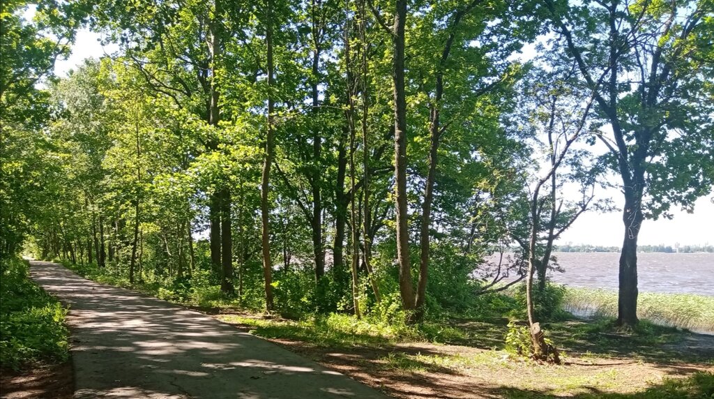 Piknik alanı Место для пикника, Sestroretsk, foto