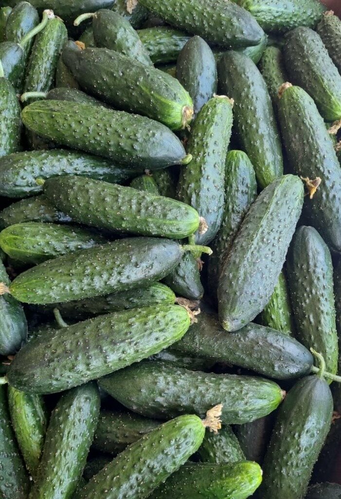 Manavlar Грядка, Krasnodarski krayı, foto