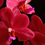 Orchid Garden (Stepnaya ulitsa No:1/1, zhiloy massiv imeni Demyana Bednogo), çiçekçiler  Krasnodar'dan