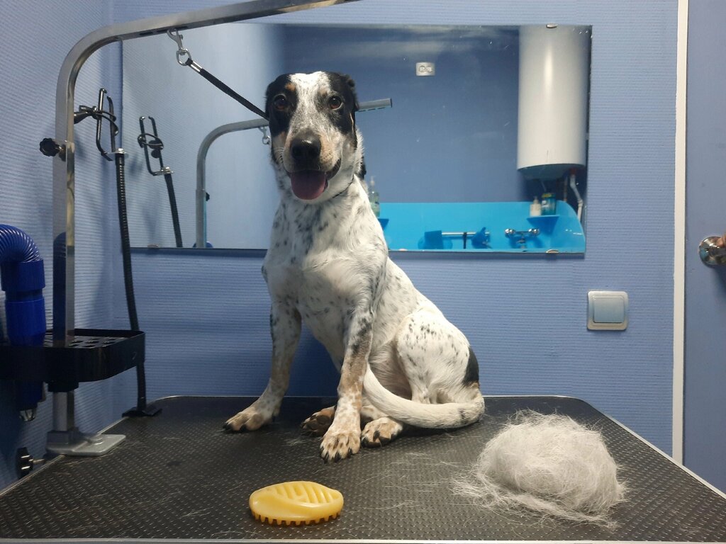 Evcil hayvan kuaförleri Grooming room, Nijni Novgorod, foto