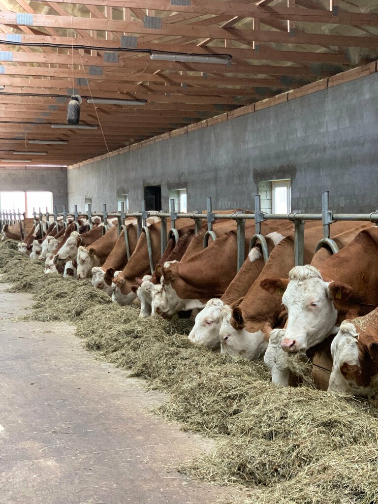 Tarım firmaları Ферма Фого, Tverskaya oblastı, foto