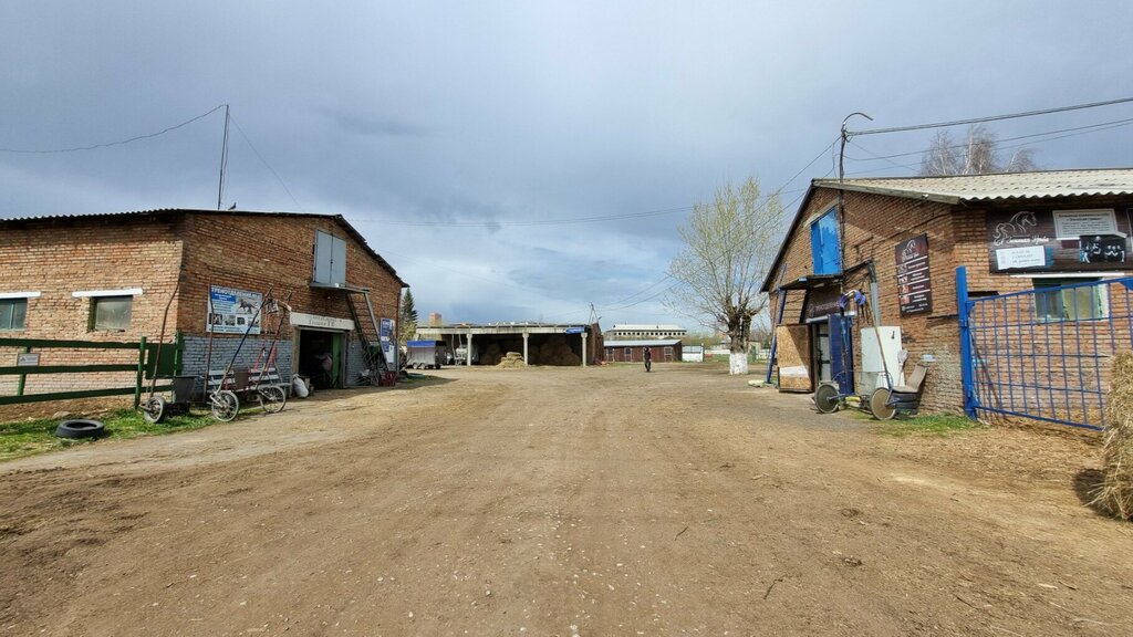 At ve binicilik kulüpleri На Коне, Krasnoyarsk, foto