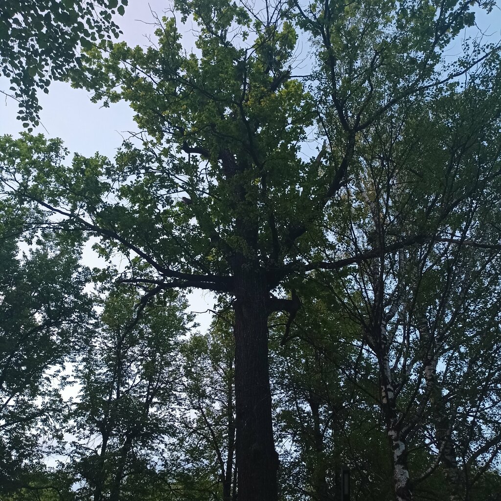 Doğa Дуб заповедный, Shumerlya, foto