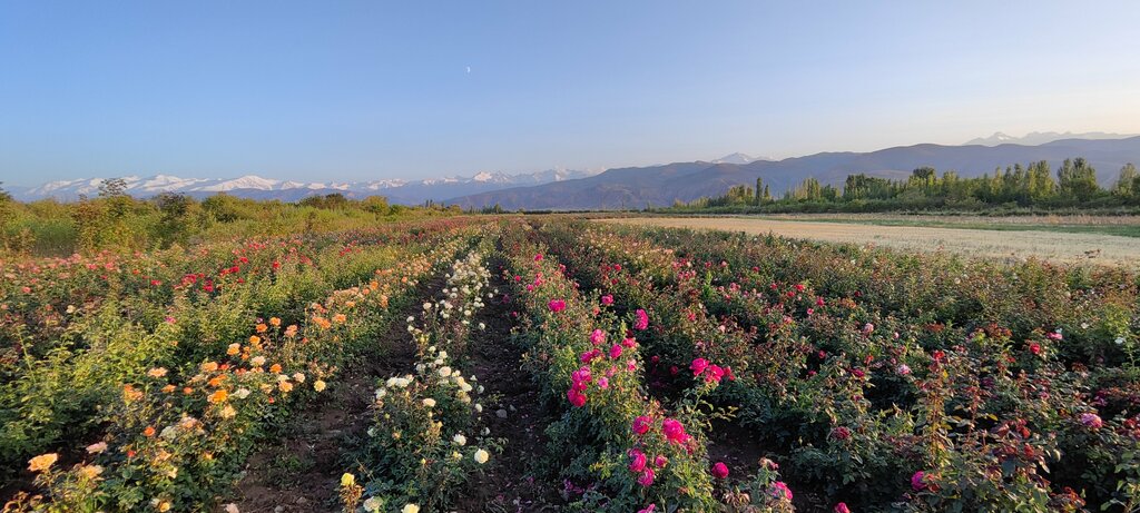 Sera ve bahçe ürünleri Жердев сад, Çuy ili, foto