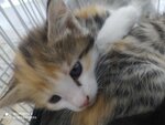 Pet Store (Ferghana District, Birdamlik mahalla fuqarolar yigʻini, Yangi Mahalla koʻchasi, 87), petshop  Fergana'dan