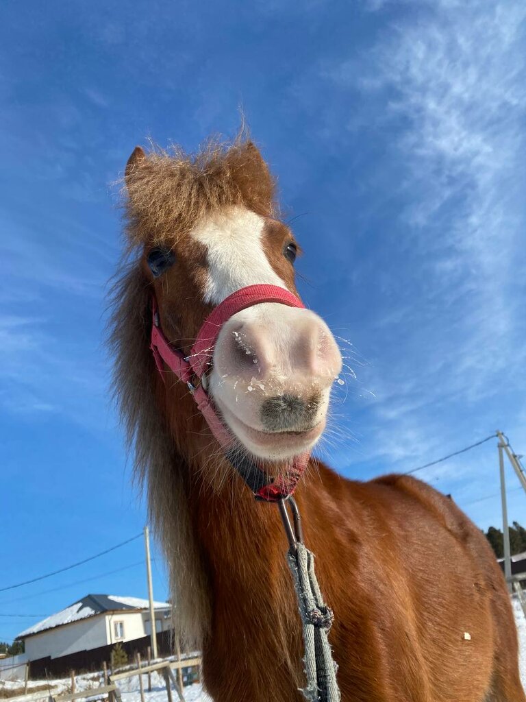 Etkinlik organizasyonu Изумрудный замок, İrkutskaya oblastı, foto