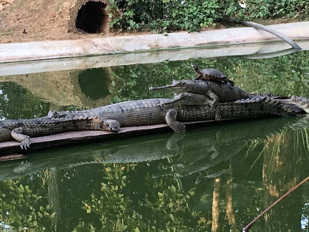 Otel Sauraha Holiday Home, , foto