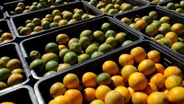 Toptan sebze ve meyve satışı Mersin Citrus Dış Ticaret Limited Şirketi, Gaziantep, foto