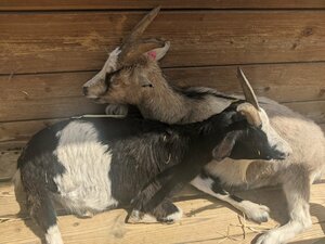Negev Zoo (Southern District, Be'er Sheva, Zoological Garden), hayvanat bahçeleri  Beerşeba'dan