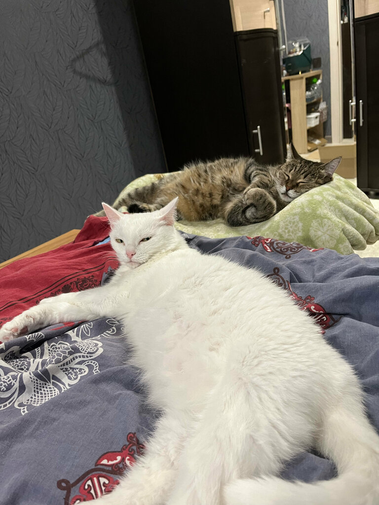 Veteriner klinikleri Ника, Kemerovo, foto