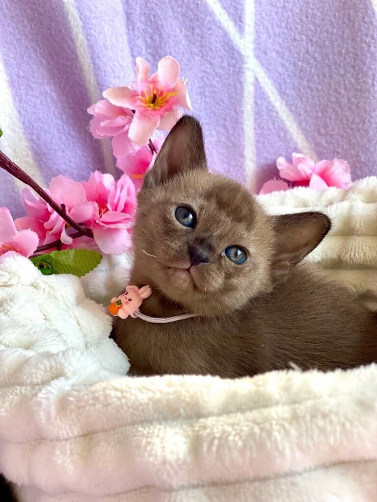 Evcil hayvan yetiştiricileri Fleur lunaire, Saint‑Petersburg, foto