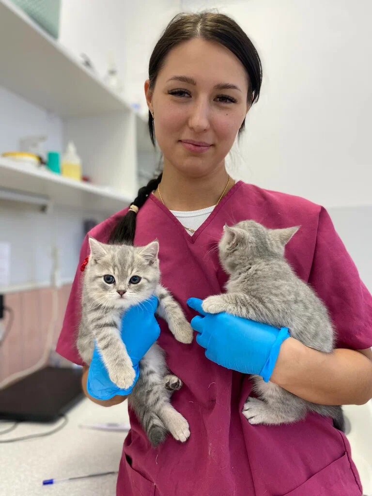 Hayvanlar için cenaze hizmetleri Vetprestij, Mytişçi, foto