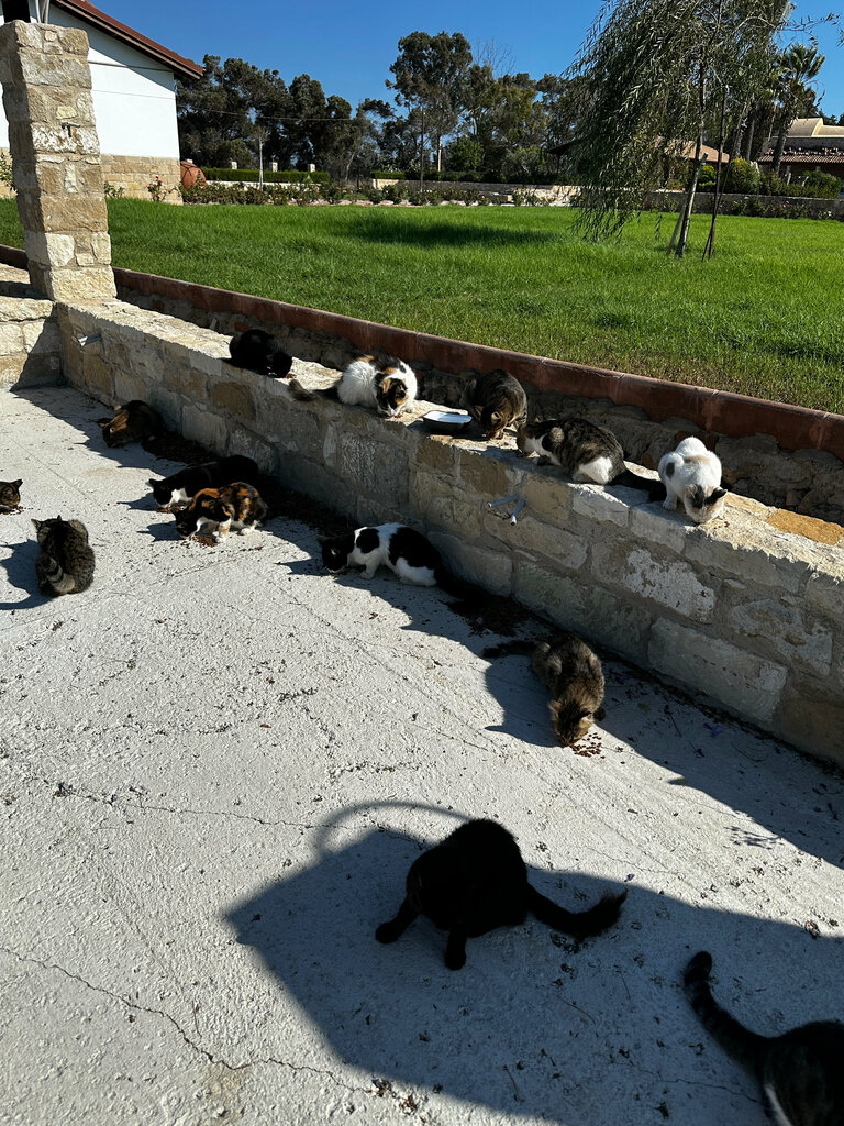 Manastır Holy Monastery of St Nicholas of the Cats, Dünya, foto